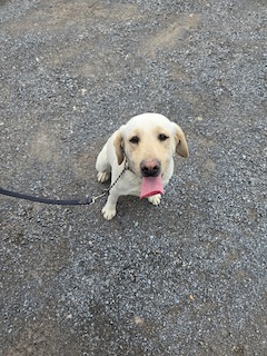 Sandy #9 Yellow Labrador Retriever Female 2 Years Old ID #3556 ...