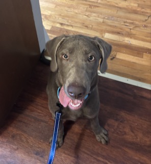 Daisy #31 Silver Labrador Retriever Female 4.5 Months Old ID#3591 ...