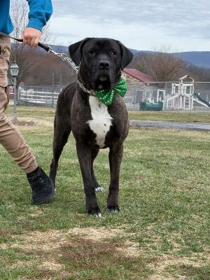 Fernie Black Labrador Retriever Mix Female 4 Years Old ID#3300 ...