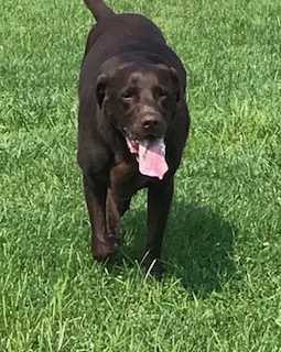 Zeus - Brookline Labrador Retriever Rescue