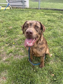 Happy Chocolate Merle Labrador Retriever Mix Male 2.5 Years Old ...