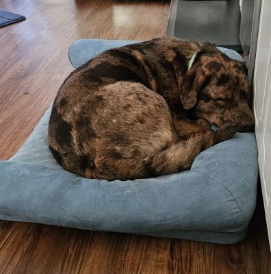 Larson Chocolate Merle Labrador Retriever Mix Male 2.5 Years Old ID ...