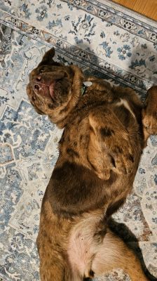 Larson Chocolate Merle Labrador Retriever Mix Male 2.5 Years Old ID ...