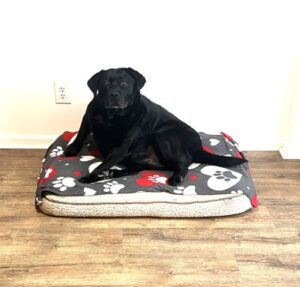 Luna #12 Black Labrador Retriever Female 8 Years Old ID #3512 ...
