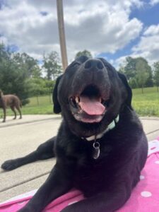 Luna #12 Black Labrador Retriever Female 8 Years Old ID #3512 ...