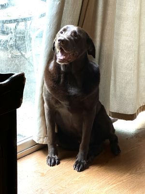Zeus #7 Chocolate Labrador Retriever Male 7 Years Old ID#3555 ...