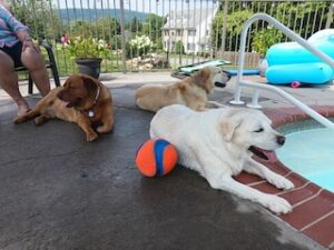 Remy #5 Yellow Labrador Retriever Female 3 Years Old #3445 - Brookline ...