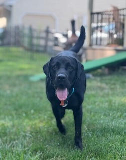 Bruno #10 Black Labrador Retriever Male 4 Years Old #3514 - Brookline Labrador Retriever Rescue