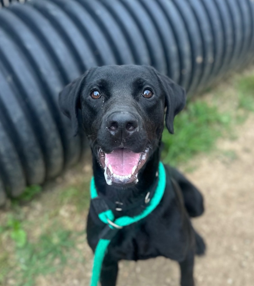 Jett #3 Black Labrador Retriever Mix Male ~4 Years Old - Brookline ...