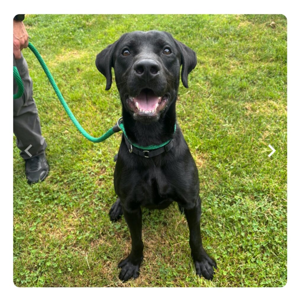 Jett #3 Black Labrador Retriever Mix Male ~4 Years Old - Brookline ...