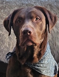 Milo #7 Chocolate Labrador Retriever Male 3.5 Years Old ID#3536 ...