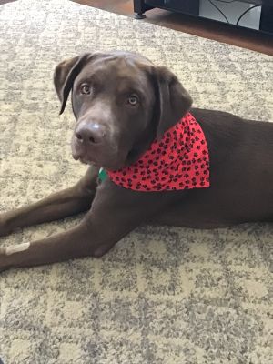 Milo - Brookline Labrador Retriever Rescue
