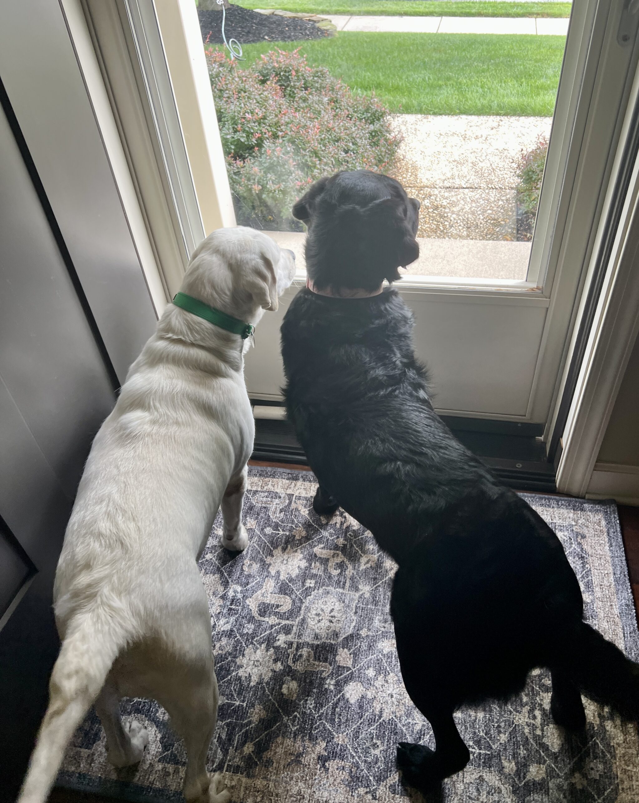 Misty #11 Yellow Labrador Retriever Female 3.5 Years Old ID #3540 - Brookline Labrador Retriever ...