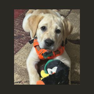 Indy Yellow Labrador Retriever Male 10 Weeks Old ID #1802 - Brookline ...