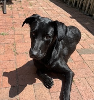 Toby #11 Black Labrador Retriever Mix Male 1 Year Old ID#3003 ...