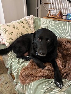 Wilma Black Labrador/Great Pyrenees Mix Female 4.5 Years Old ID#1049 ...