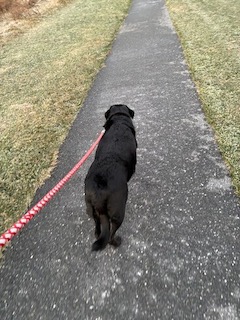 Wilma Black Labrador/Great Pyrenees Mix Female 4.5 Years Old ID#1049 ...
