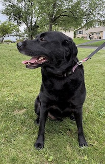 Wilma Black Labrador/Great Pyrenees Mix Female 4.5 Years Old ...