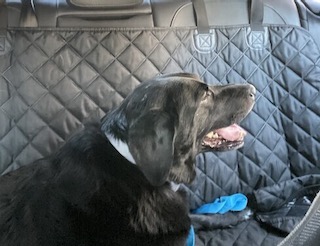 Wilma Black Labrador/Great Pyrenees Mix Female 4.5 Years Old ID#1049 ...