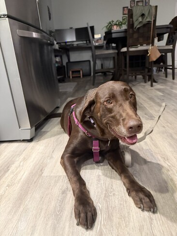 Mocha #14 Chocolate Labrador Retriever Female 7 Years Old ID #3602 ...