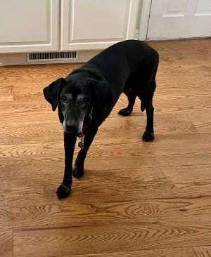 Cookie #5 Black Labrador Retriever Female 13 Years Old ID #3546 ...