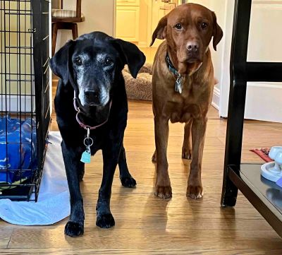 Cookie #5 Black Labrador Retriever Female 13 Years Old ID #3546 ...