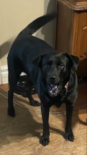 Dori #2 Black Labrador Mix Female 8 Years Old - Brookline Labrador ...