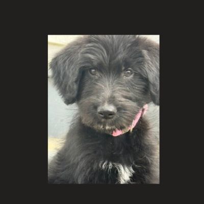 Hazel #5 Black Labradoodle/German Shepherd Mix Female 2.5 Months Old ID ...